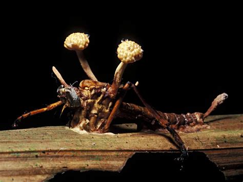 The Real Zombie Fungus That Inspired Hbos The Last Of Us In 2023