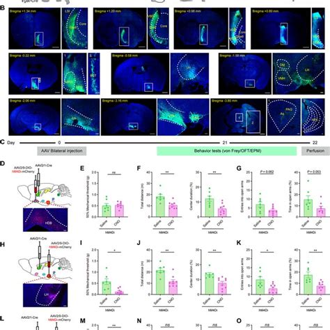Mapping And Chemogenetic Activation Of Axonal Projections From Ls