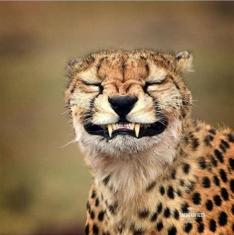 I Fhot I Faw A Futty Tat 9GAG