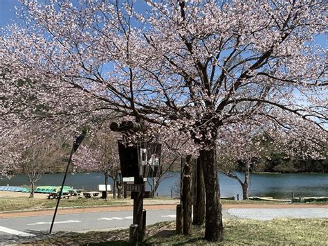 春のお花情報オオヤマザクラの咲くころ4月連休明けの頃新着情報奥日光湯元温泉 奥日光高原ホテル