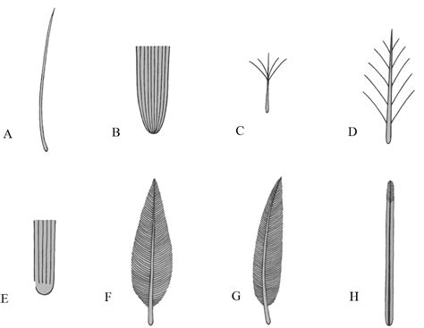 Figure From THE ORIGIN AND EARLY EVOLUTION OF FEATHERS INSIGHTS FROM RECENT PALEONTOLOGICAL