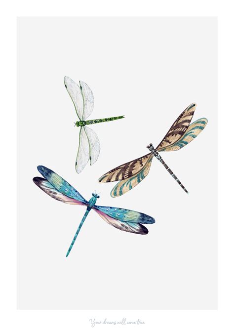 Постеры и картины ”СТРЕКОЗЫ ” купить в Санкт Петербурге по цене 290 ₽ 3480 ₽ плакат ”СТРЕКОЗЫ