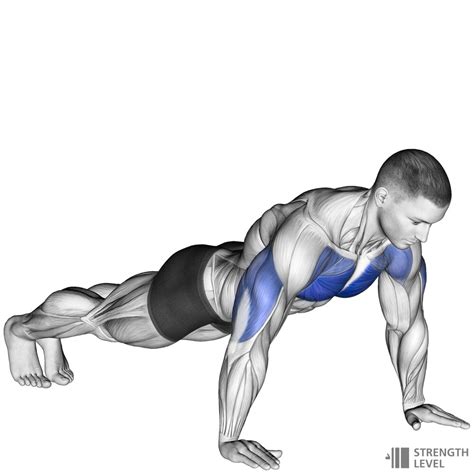 Push Ups Standards For Men And Women Lb Strength Level
