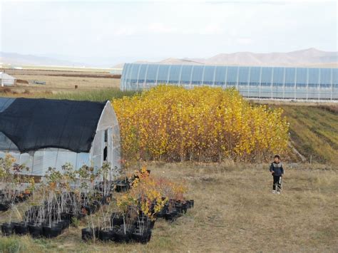 Мод үржүүлэгийн газар