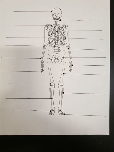 Skeletal System Diagram Quizlet