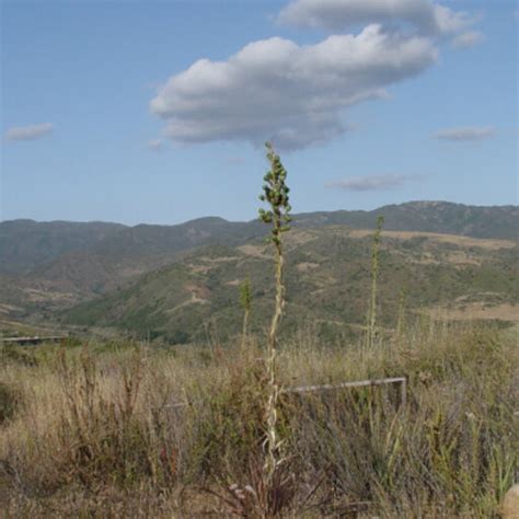 Yufeng Shen California State University Dominguez Hills California Csudh School Of