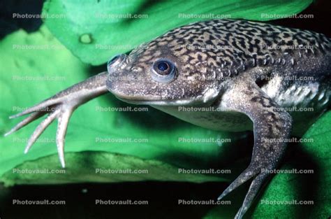 African Clawed Frog Xenopus Laevis Pipidae Anura Photo