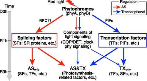 Phytochrome Controls Alternative Splicing To Mediate Light Responses In Arabidopsis Pnas