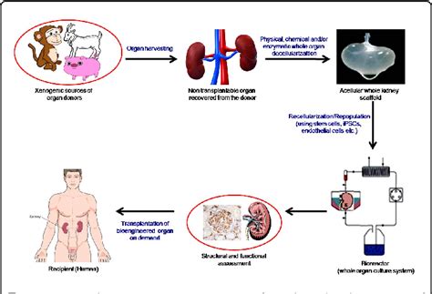 Pdf Neo Bioartificial Whole Functional Organ Development Using Decellularization And Stem