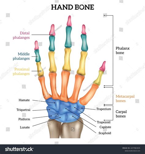 Human Hand Anatomy Labelled Colored Bones Stock Vector Royalty Free 2277963435 Shutterstock