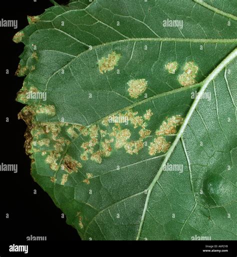 Blister Rust Fungus Hi Res Stock Photography And Images Alamy