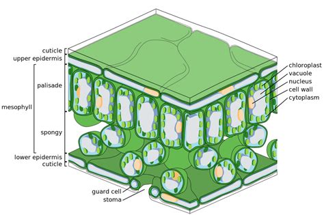 Diagram Of Palisade Cell Quizlet