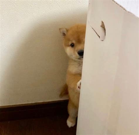 可爱柴犬头像背景图 高清图片堆糖美图壁纸兴趣社区