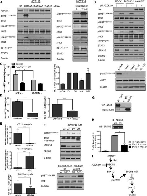 Adam17 Mediates C Met Shedding And Activation In Krasmt Crc Cells Download Scientific Diagram