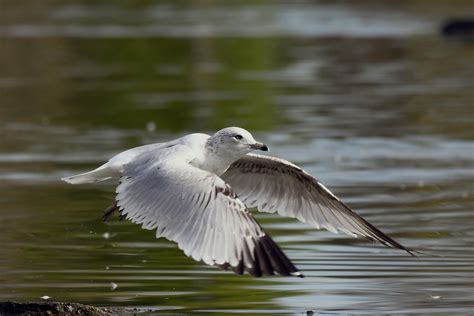 고요한 푸른 물 위에 떠 있는 갈매기 · 무료 스톡 사진