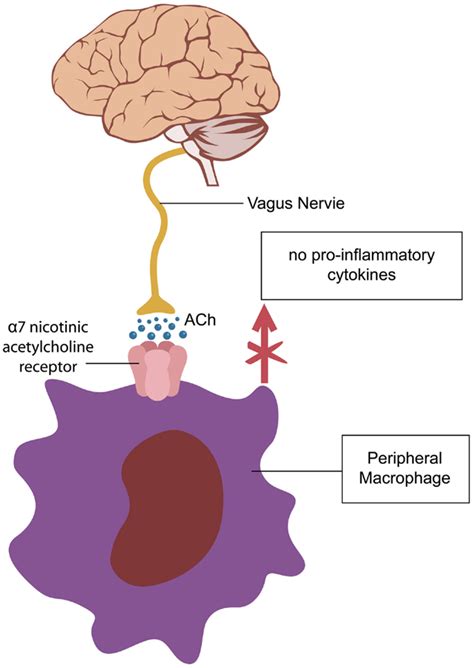 Frontiers Non Neuronal Acetylcholine The Missing Link Between Sepsis Cancer And Delirium