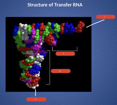 L11 CM Bio RNA Structure Synthesis And Processing Flashcards Quizlet