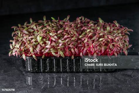 플라스틱 트레이의 마이크로 그린 검은 슬레이트 테이블에 다른 마이크로 그린 플랫 누워 대마 생분해 성 매트에 마이크로 그린을