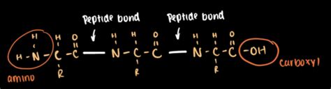 Lecture 4 Translation And Post Translational Processing Flashcards Quizlet