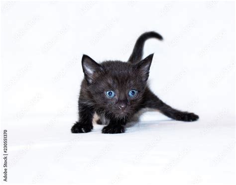 Black Kitten Blue Eyes
