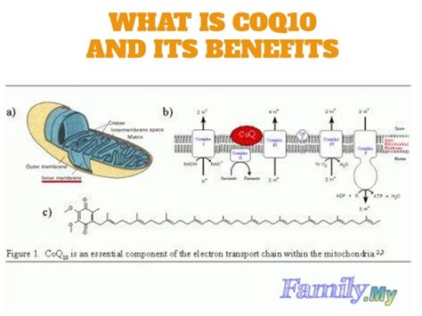 What Is COq10 And Its Benefits Malaysia Health Family Medicine And Healthcare