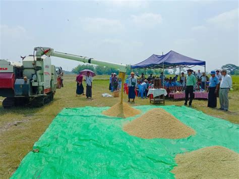 ဒလမြို့နယ်တွင် မျိုးစေ့ချကိရိယာ Seeder ဖြင့် စိုက်ပျိုးထားသော နွေစပါး စံပြစိုက်ခင်း ရိတ်သိမ်းပ