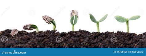 Germination Of The Seed Stock Image 30119611