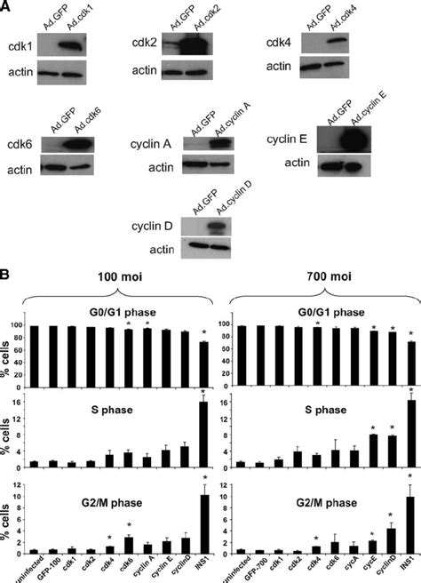 Consequences Of Cyclin Cdk Overexpression In Rat Islets A