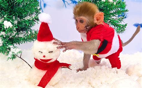 有趣的小猴子：过年啦！邦邦穿着新衣，在雪地里快乐的堆着雪人！ 小猴子儿童乐园 小猴子儿童乐园 哔哩哔哩视频