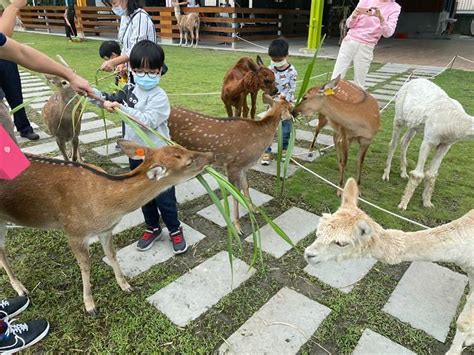 宜蘭｜心花鹿fun農場：梅花湖畔大片綠地，近距離接觸鹿、羊駝、兔子，冬山親子景點推薦 輕旅行