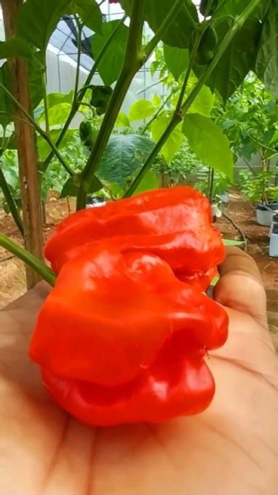 🥰බීජ වලටම වෙන් වුනු නයිමිරිස් 🥰🫑0764061820 Whatsapp Youtube