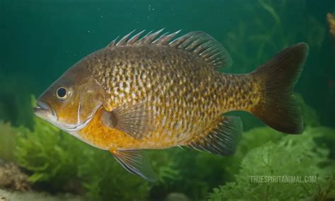 Freshwater Sunfish Symbolism And Meaning Your Spirit Animal