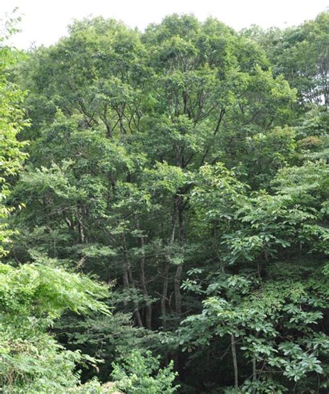 新見市の指定文化財