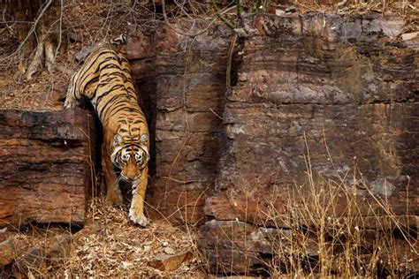Asiatic Lion Vs Royal Bengal Tiger Tiger And Lion Species Comparison
