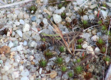 Spotted Winged Grasshopper From Plymouth Massachusetts United States