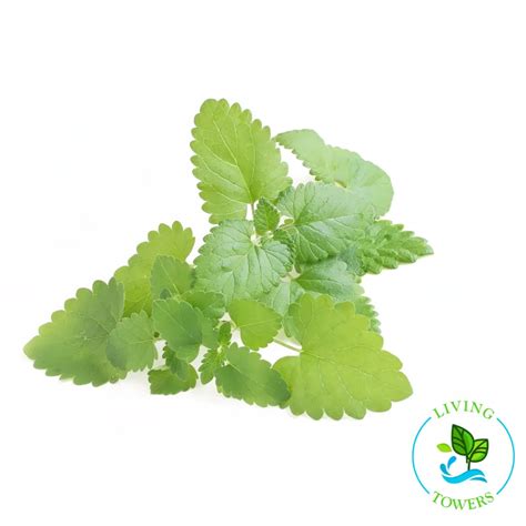 Tower Garden Ready Catnip Seedling Living Towers Florida Keys