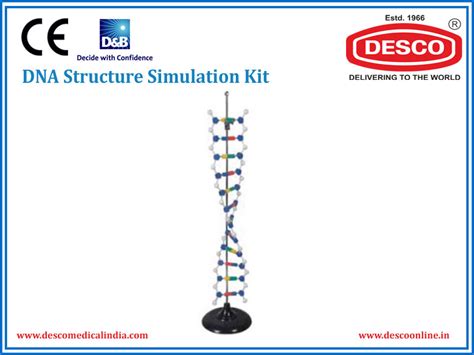 Dna Structure Simulation Kit Desco