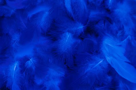 검은 배경에 아름다운 추상 적색 보라색과 파란색 깃털과 흰색 패턴과 파란색 배경에 부드러운 흰색 핑크 깃털 질감 검은색에 대한 스톡 사진 및 기타 이미지 Istock