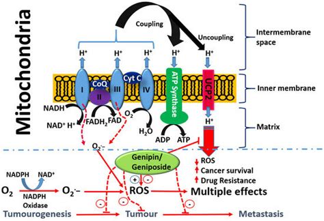 Biomedicines Free Full Text Plant Derived Anticancer Agents