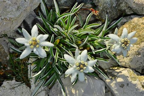 The Edelweiss In Romania Was Declared A Monument Of Nature In 1931