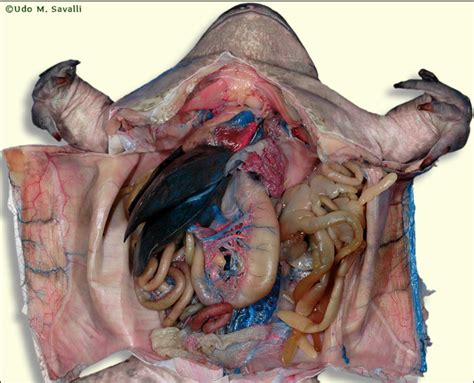 Frog Dissection Diagram Quizlet