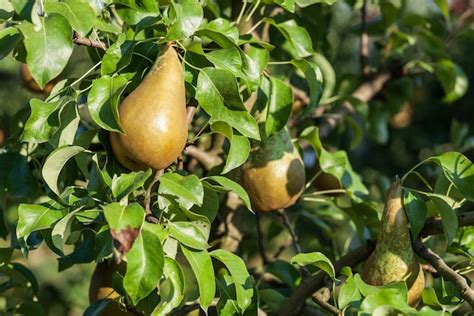 Premium Photo Pears In Apple Tree