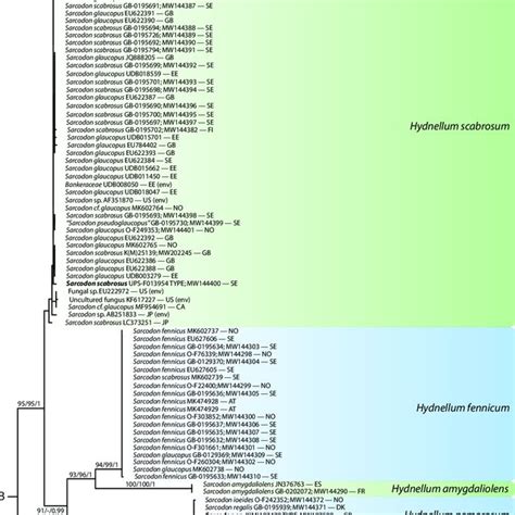 Phylogram Of Hydnellum Maximum Likelihood Tree Based On Nuclear