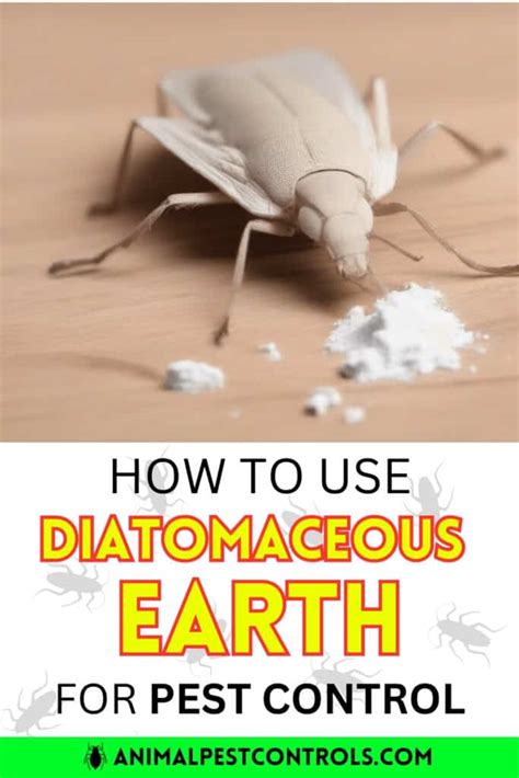 How To Use Diatomaceous Earth For Pest Control