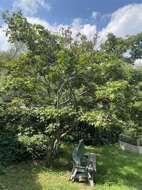 A Couple Of My Japanese Maple Limbs Have Died — What Should I Do R