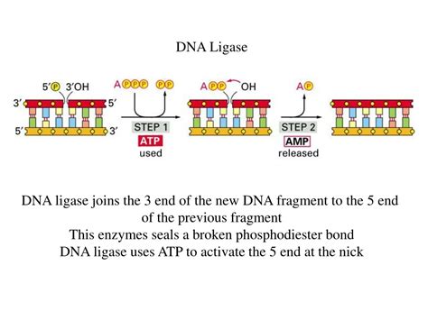 Ppt Dna Replication And Maintenance A Comprehensive Overview
