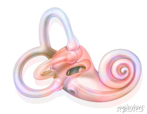 Anatomy Of The Inner Ear Showing The Macule • Wall Stickers Artwork