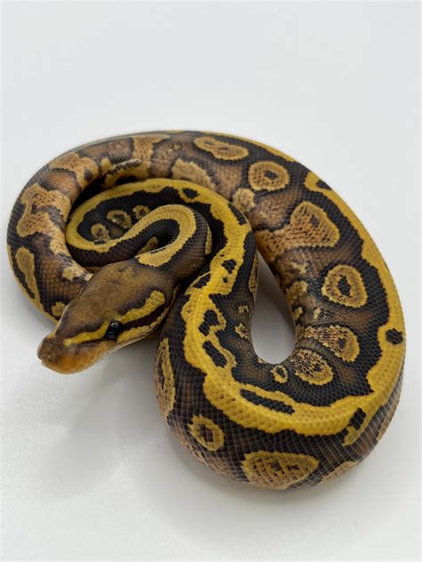 Hypo Gravel Ball Python By Dorset Pythons Morphmarket