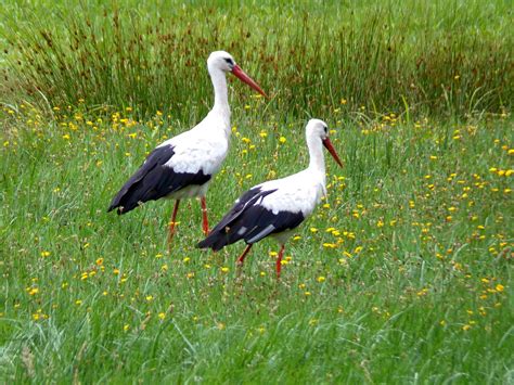 Storks Meadow Flowers Free Photo On Pixabay Pixabay