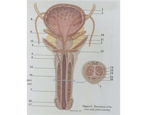 Human Male Penis Anatomy — Printable Worksheet
